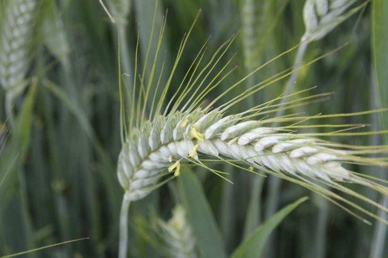 Triticale